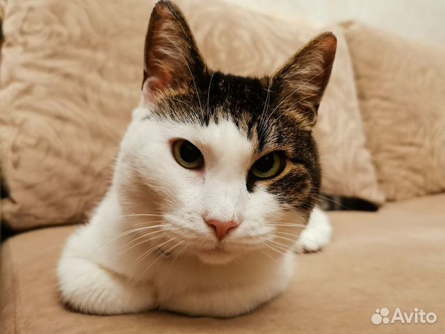 Крупная красавица Дуся ищет дом