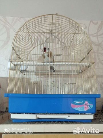 Шегол поет очен красиво