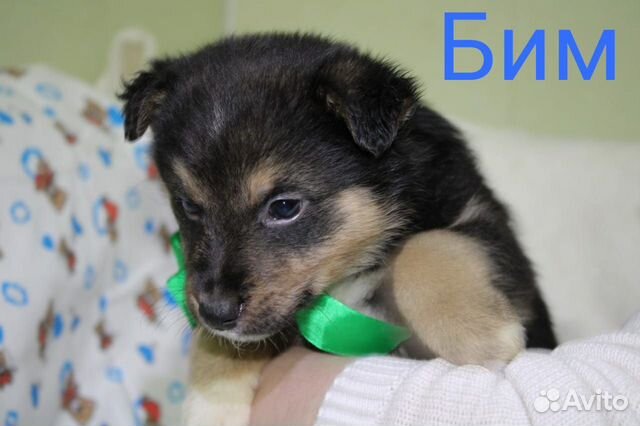 Озорной Бимка ищет дом