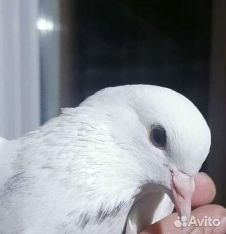 Отдам белого голубя