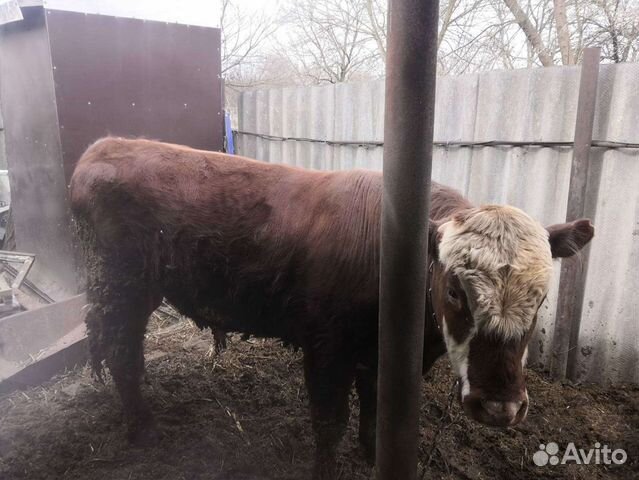 Породистый Бык