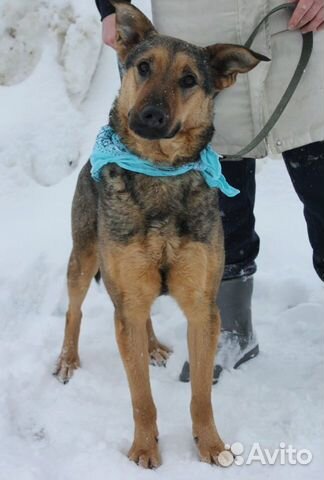 Спасите, пока не погибла в приюте Комета