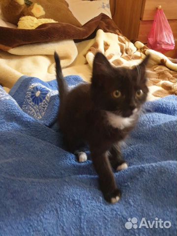 Котенок девочка