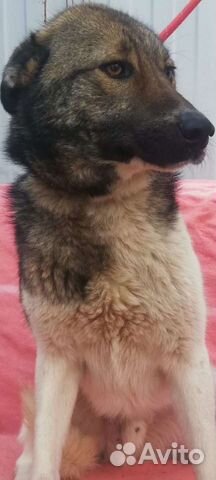 Чоп в добрые руки