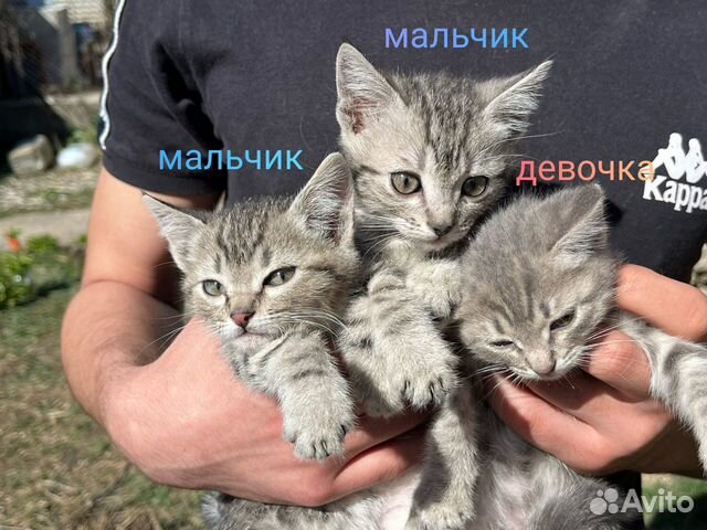 Кошка в дар бесплатно