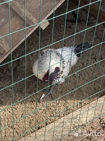 Петух лакендайзи