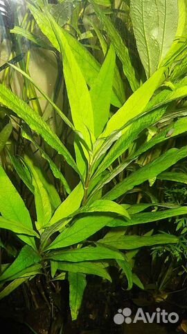 Лимонник для аквариума