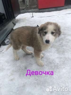 Щеночки в беде, пропадут, в дар