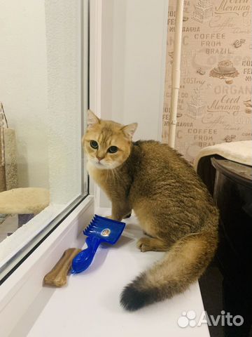 Кошка