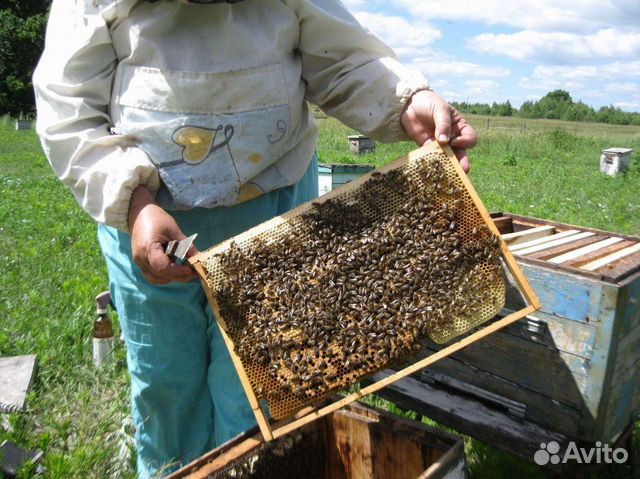Пчелиная семья и пакет