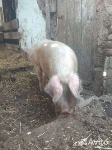 Хряк ландрас