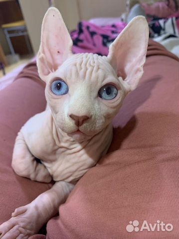 Разноглазый сфинкс