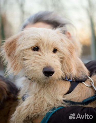 Щенок в добрые руки бесплатно