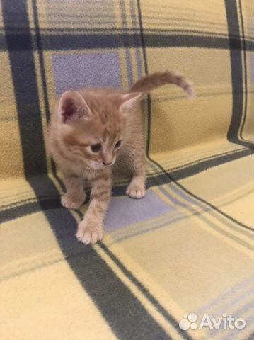 Кот (не породистый)