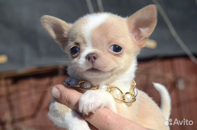 Чихуахуа мини крошка
