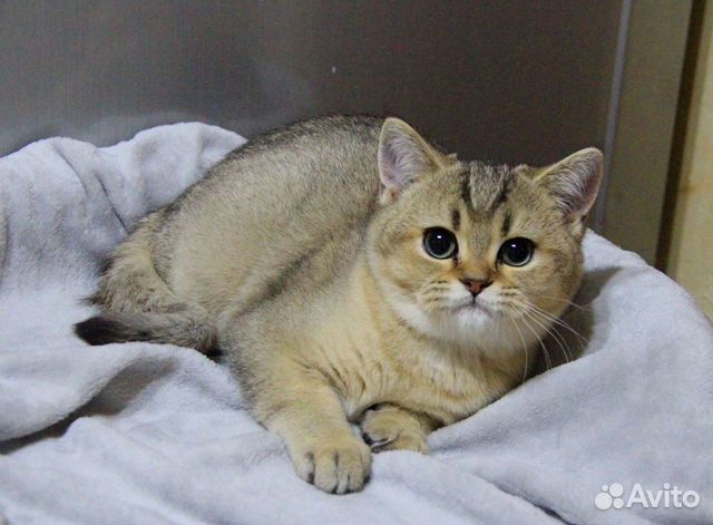 Батон - черный тикированный котик