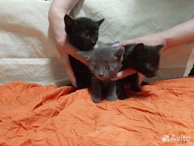 Котята "заводские" в поисках семьи