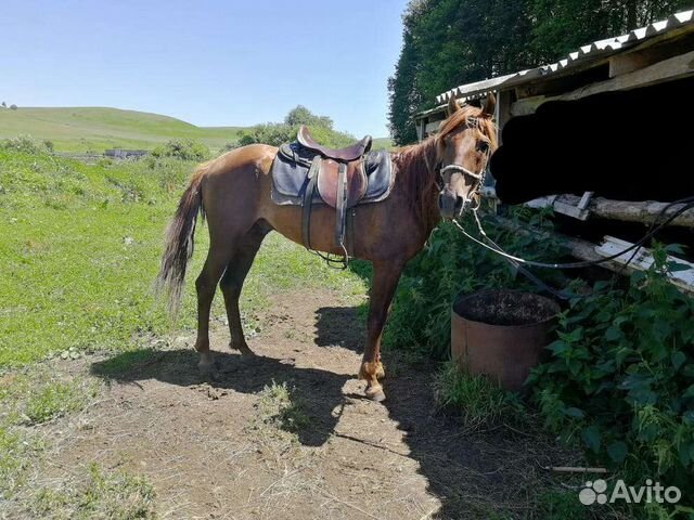 Жеребец