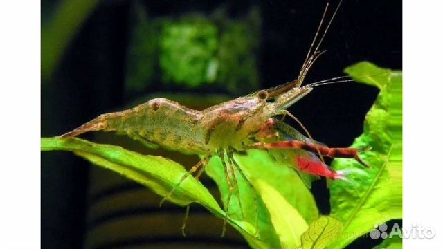 Макробрахиум, криветка