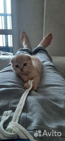 Кошка шотландская вислоухая