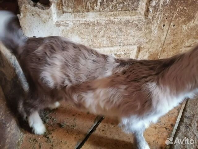 Зааненская дойная коза