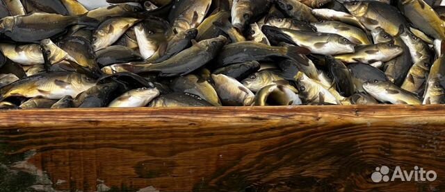 Малек карпа