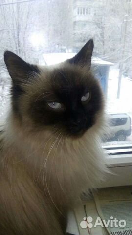 Кошка