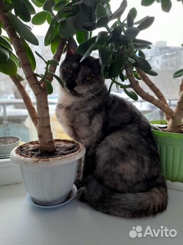 Кошка на вязку