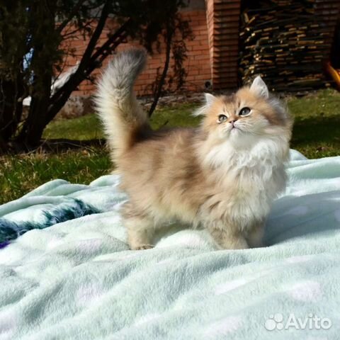 Длинношерстный Золотой малыш