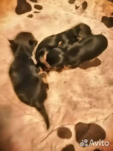 Йоршеский терьер