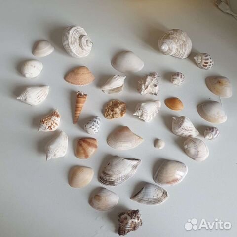Ракушки океанские