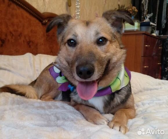 Таша ищет дом