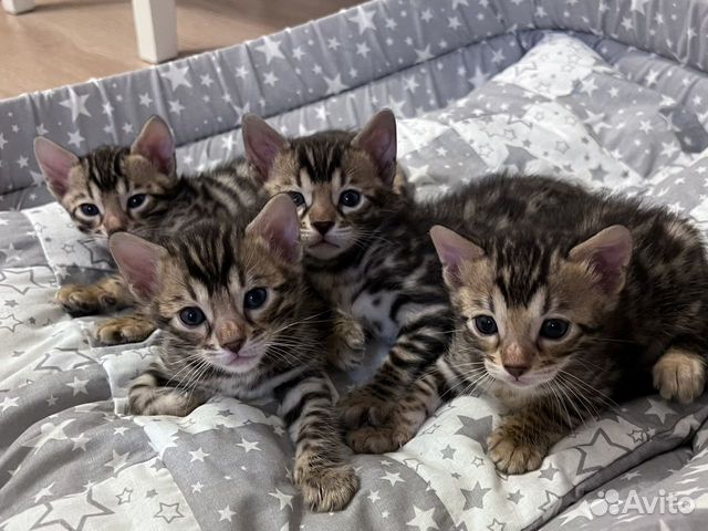 Бенгальские котята