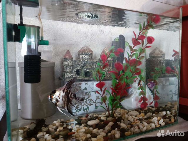 Аквариум 18-20л(рыбки)
