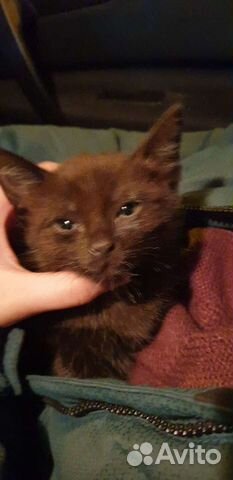 Кошка в дар