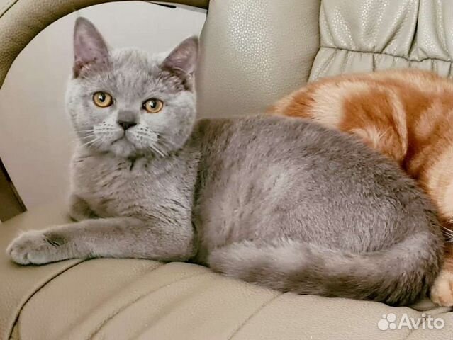 Кошки в добрые руки породистые