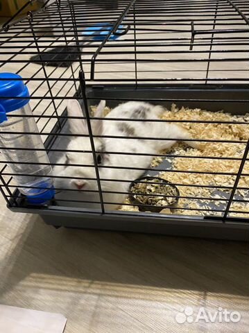 Крольчиха с приданным