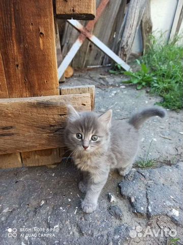 Котенок девочка бесплатно