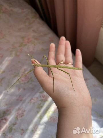 Аннамский палочник детки нимфы