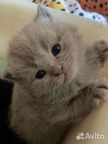 Вислоухий котёнок