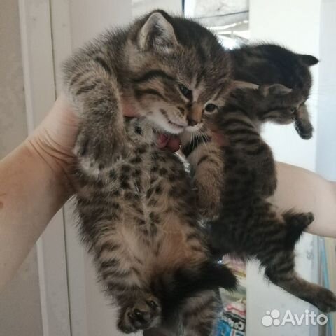 Грустная кошечка ищет хозяев