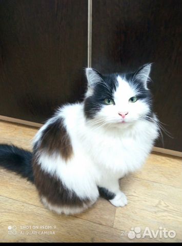 Самый красивый Кот ищет любящие руки