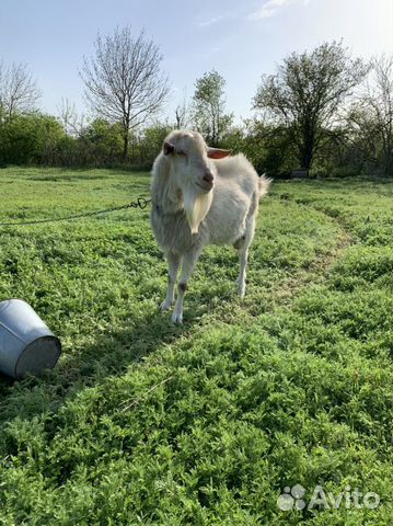 Козел, коза, козлята