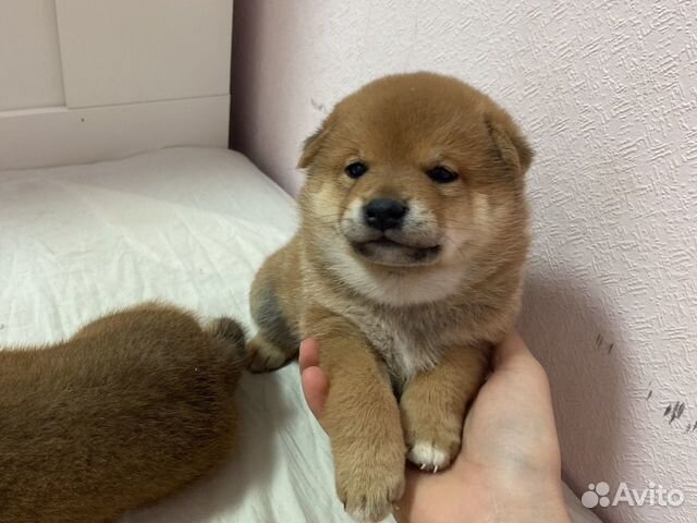 Щенки сиба ину