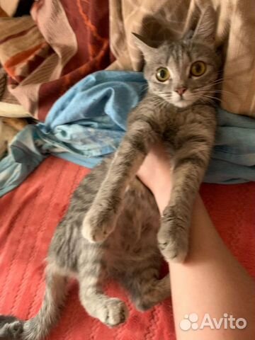 Кошки бесплатно