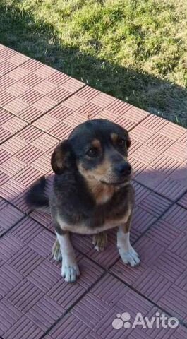 Детки от маленькой собачки