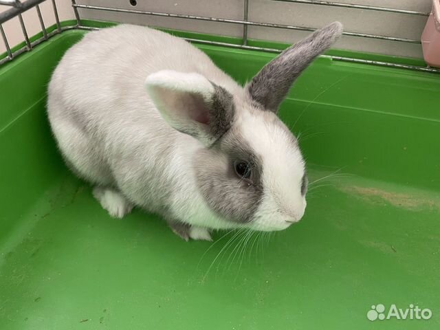 Крольчиха