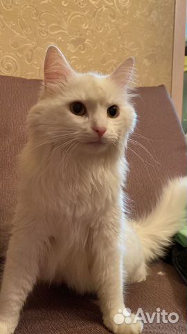 Котята в добрые руки мальчики