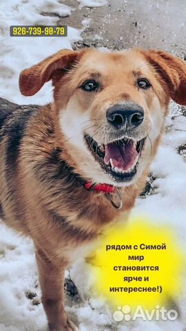 Сима ищет дом