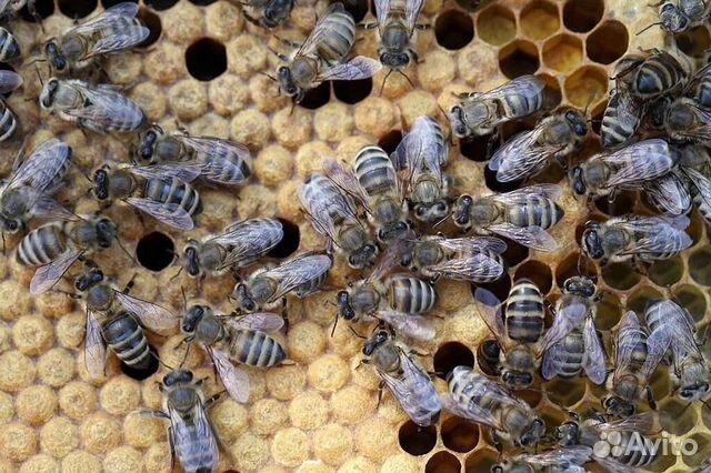 Пчелопакеты